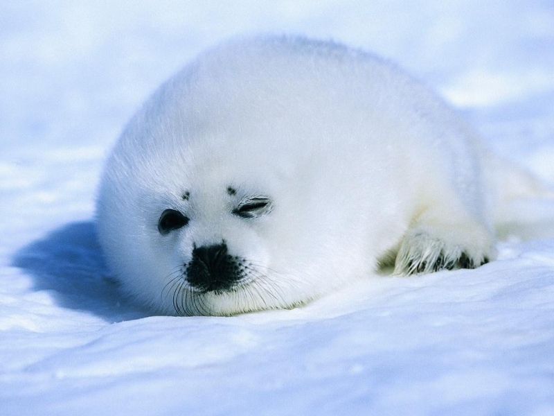 Harp Seal OCEAN TREASURES Memorial Library