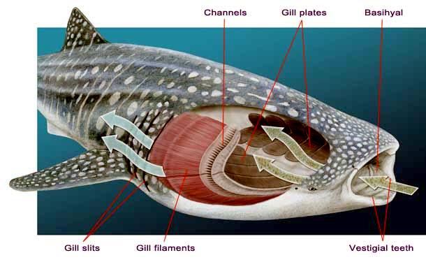 Whale Shark OCEAN TREASURES Memorial Library