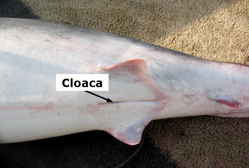 ELASMOBRANCHS – "OCEAN TREASURES" Memorial Library