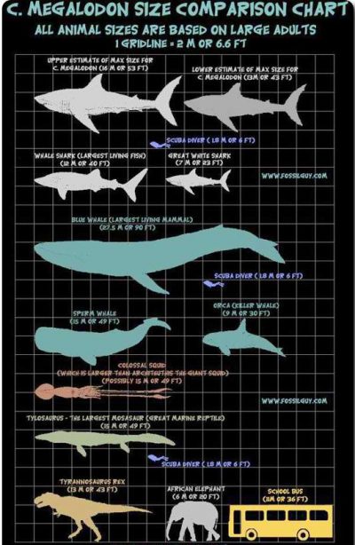facts-about-sharks-sizes-of-sharks – "OCEAN TREASURES" Memorial Library