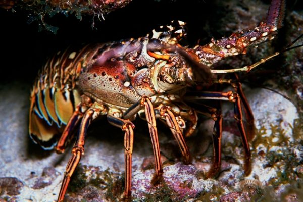 Spiny Lobster – "OCEAN TREASURES" Memorial Library