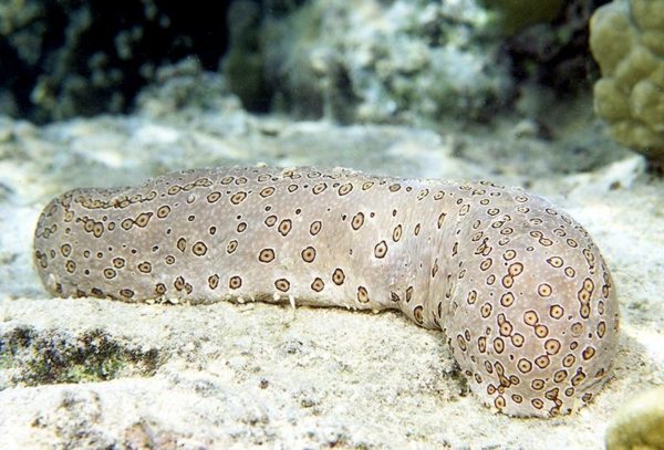 Sea Cucumber – "OCEAN TREASURES" Memorial Library