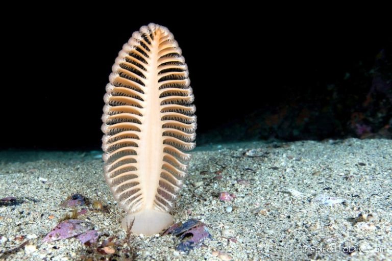 Sea Pen – "OCEAN TREASURES" Memorial Library