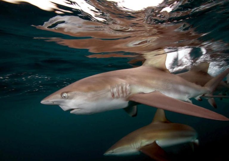 Dusky Shark – "OCEAN TREASURES" Memorial Library