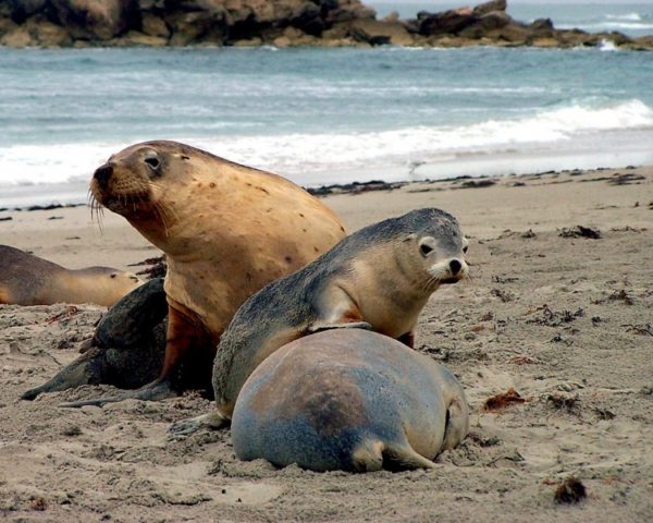 4 – "OCEAN TREASURES" Memorial Library