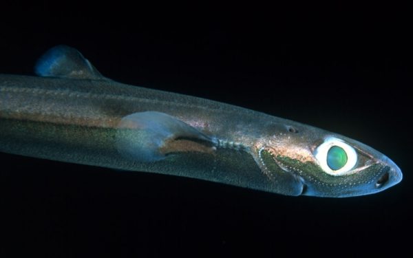 Dwarf Lantern Shark – "OCEAN TREASURES" Memorial Library