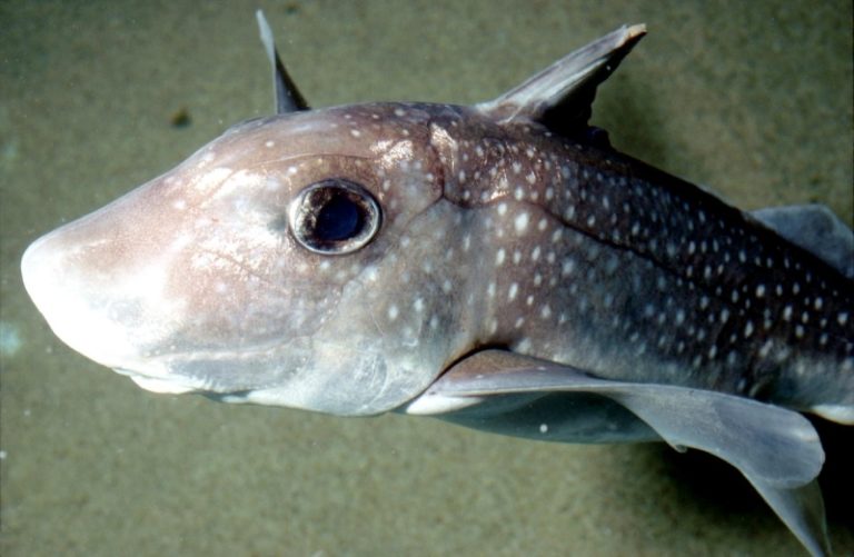 Chimaera – "OCEAN TREASURES" Memorial Library