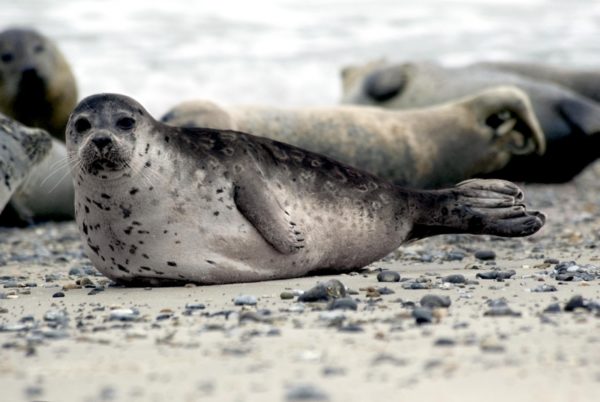 Ringed Seal – "OCEAN TREASURES" Memorial Library