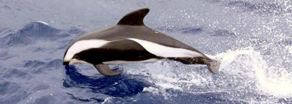 Hourglass Dolphin – "OCEAN TREASURES" Memorial Library
