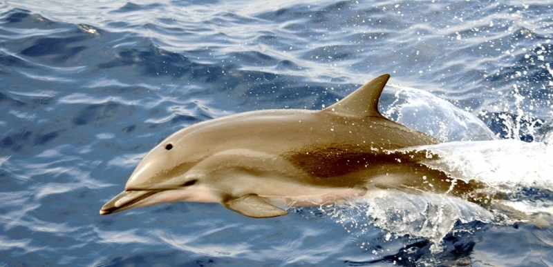 Clymene Dolphin « "OCEAN TREASURES" Memorial Library